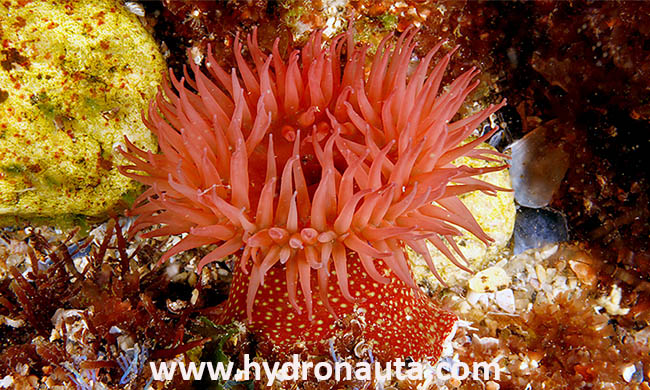 Inmersiones y buceo en Galicia