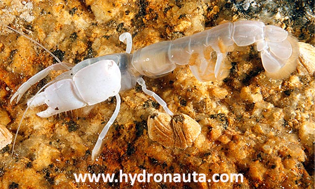 Inmersiones y buceo en Galicia