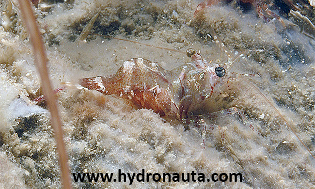 Inmersiones y buceo en Galicia