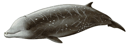 beaked whales | WordReference Forums